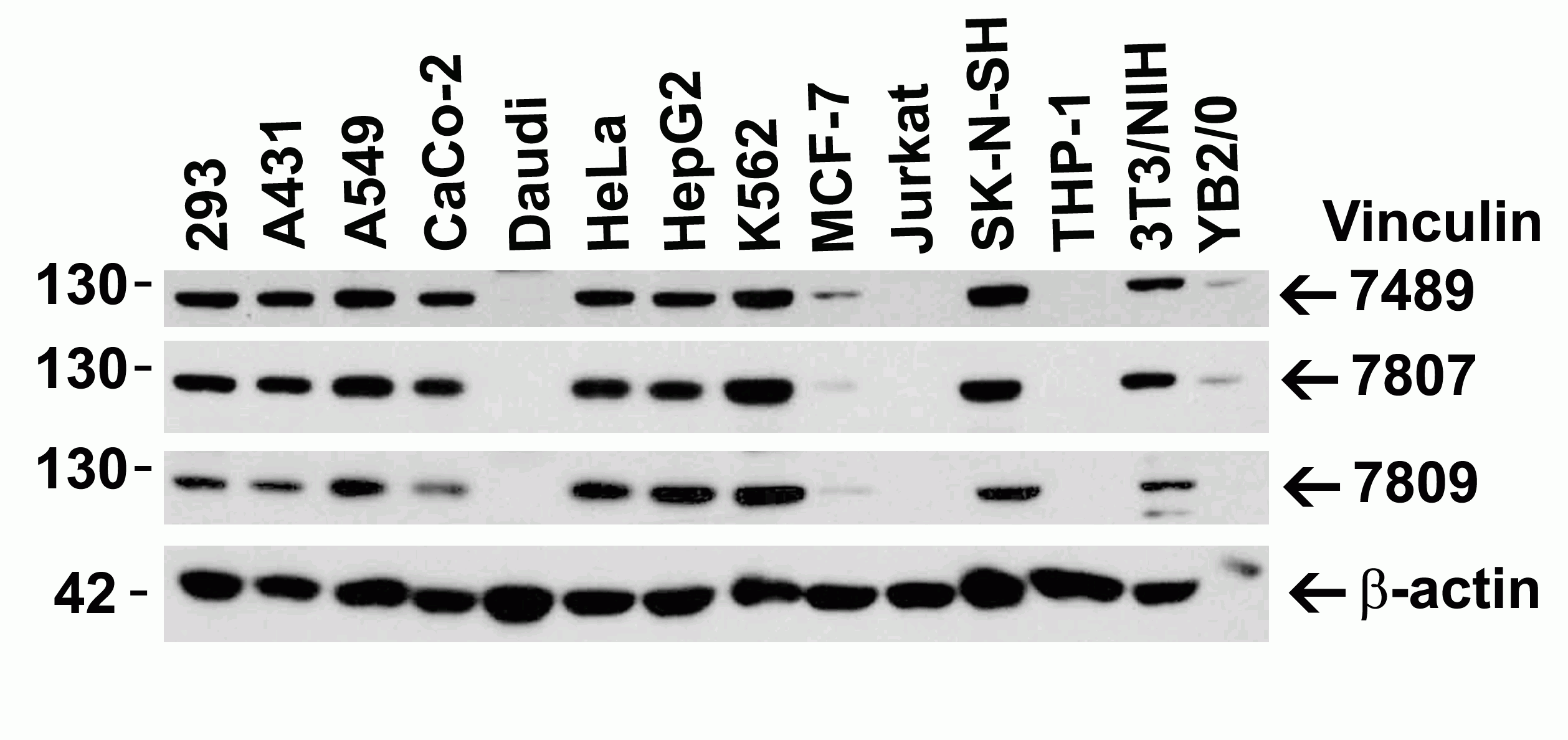 Vinculin Antibody - Cat. No. 7807 | ProSci