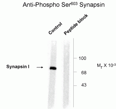 Synapsin (phospho Ser603) Antibody - Cat. No. XPS-1026 | ProSci