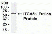 ITGA3 Antibody - Cat. No. XW-7793 | ProSci