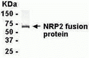 NRP2 Antibody - Cat. No. XW-7850 | ProSci