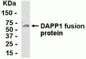 DAPP1 Antibody - Cat. No. XW-7853 | ProSci
