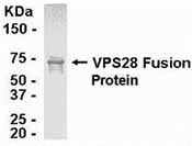 VPS28 Antibody - Cat. No. XW-7975 | ProSci