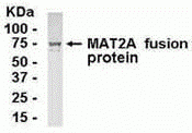 MAT2A Antibody - Cat. No. XW-8062 | ProSci