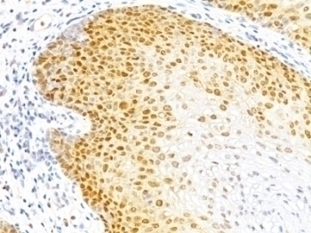 p27 Antibody [DCS-72.F6] - Cat. No. 33-316 | ProSci