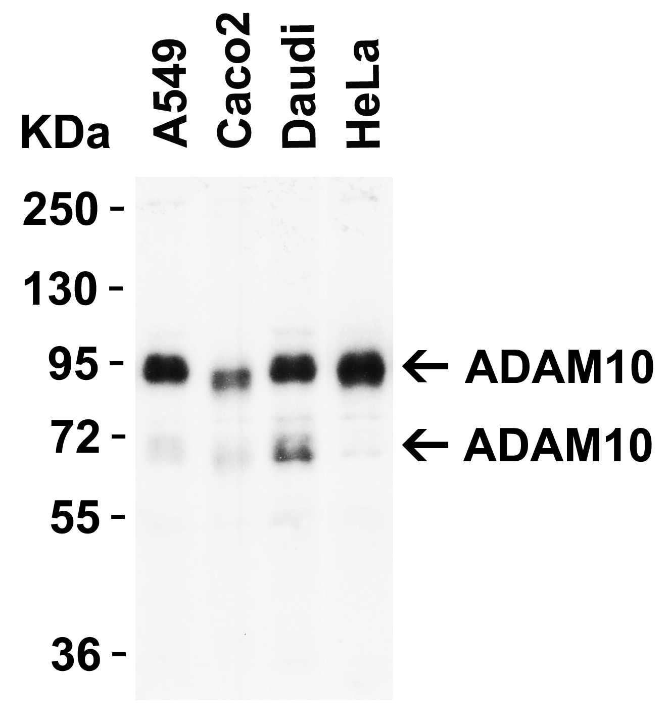 ADAM10 Antibody - Cat. No. 2051 | ProSci
