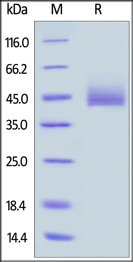 CD3 epsilon&CD3 gamma Heterodimer Recombinant Protein - Cat. No.11-551 ...