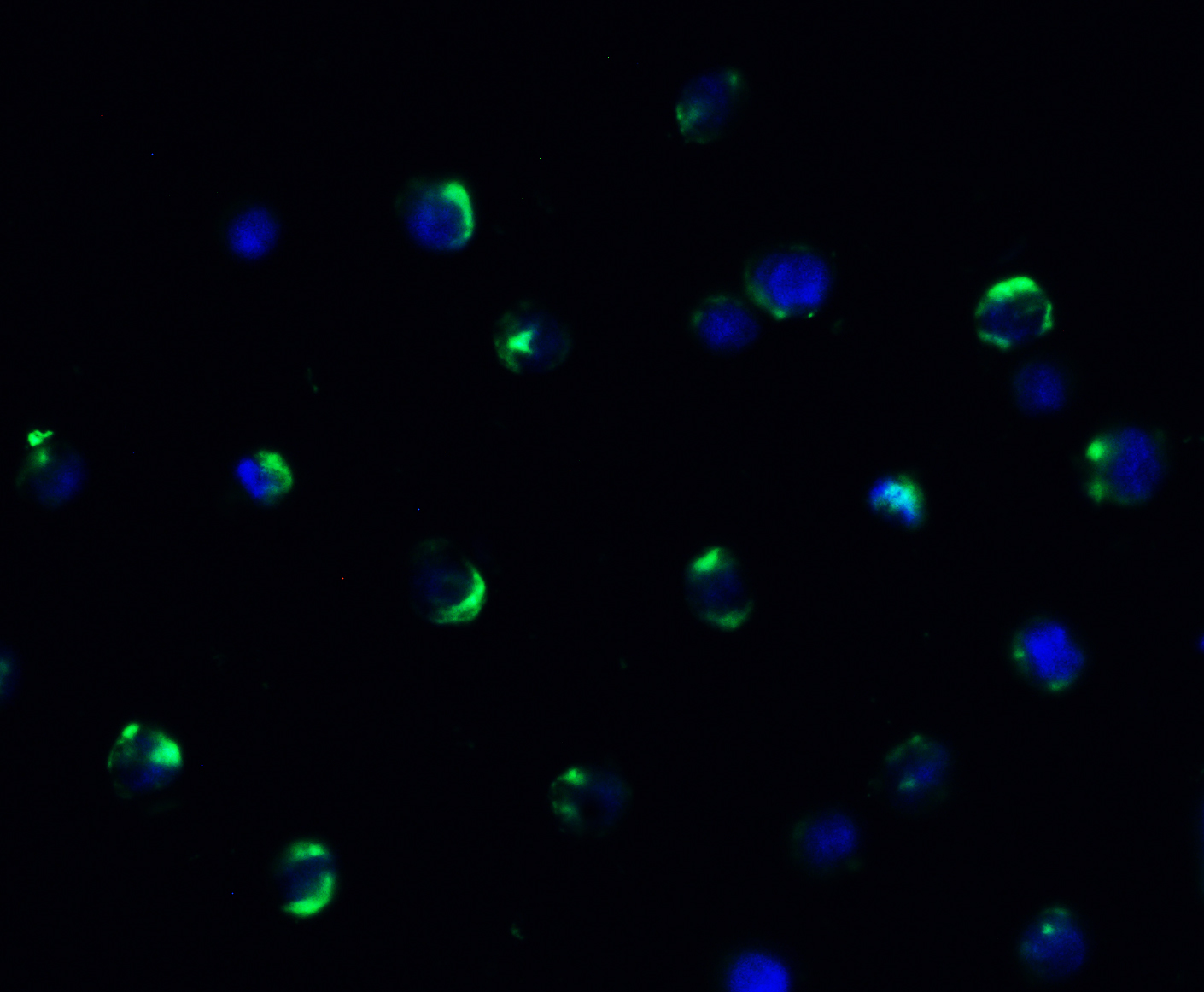 AIFM2 (CT) Antibody | ProSci Incorporated