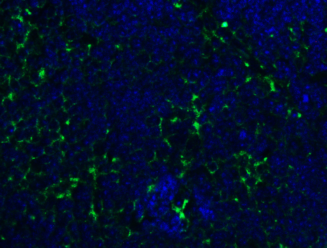 PEX3 (CT) Antibody - Cat. No. 9665 | ProSci