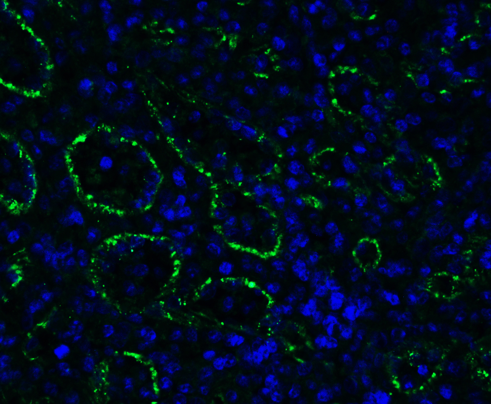 PEX3 (IN) Antibody - Cat. No. 9667 | ProSci