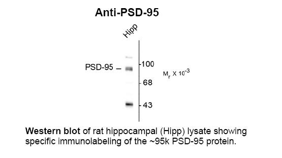 PSD-95 Antibody - Cat. No. 50-169 | ProSci