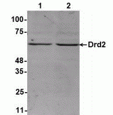 Drd2 Antibody [B7] - Cat. No. 54-342 | ProSci