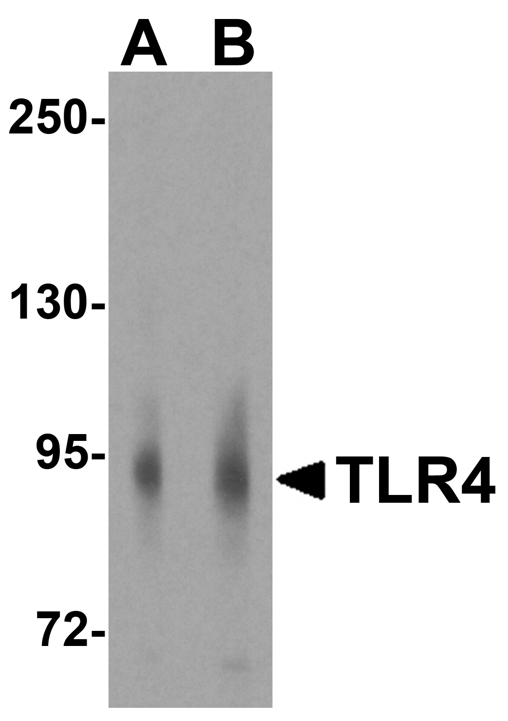 TLR4 Antibody - Cat. No. 3141 | ProSci