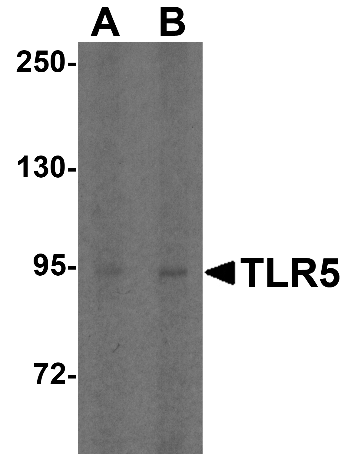 TLR5 Antibody - Cat. No. 3649 | ProSci