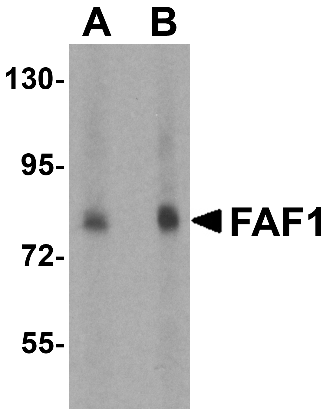 FAF1 Antibody - Cat. No. 3993 | ProSci