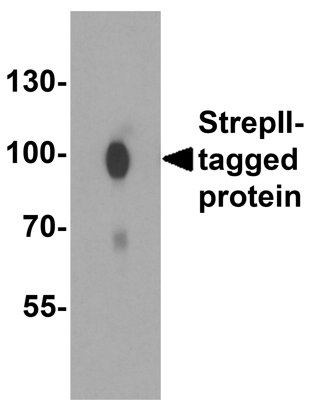 StrepII-tag Antibody - Cat. No. 4217 | ProSci