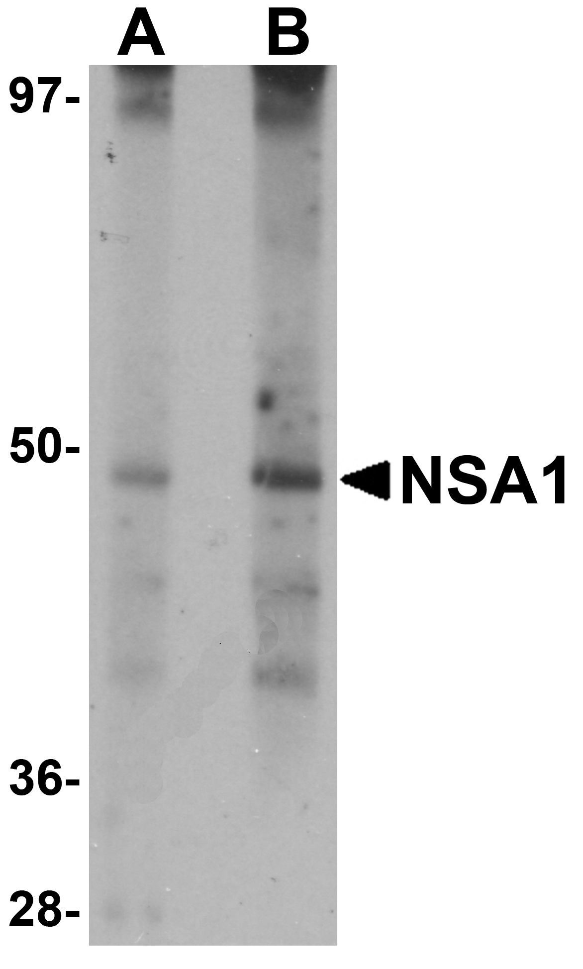 NSA1 Antibody - Cat. No. 5671 | ProSci