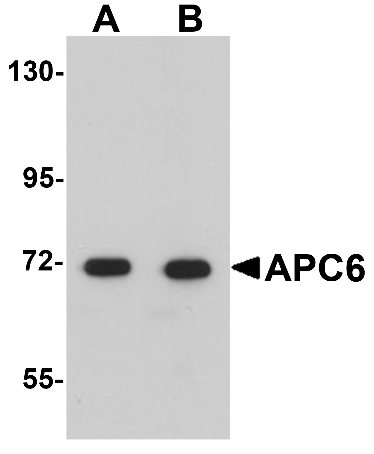 APC6 Antibody - Cat. No. 5729 | ProSci