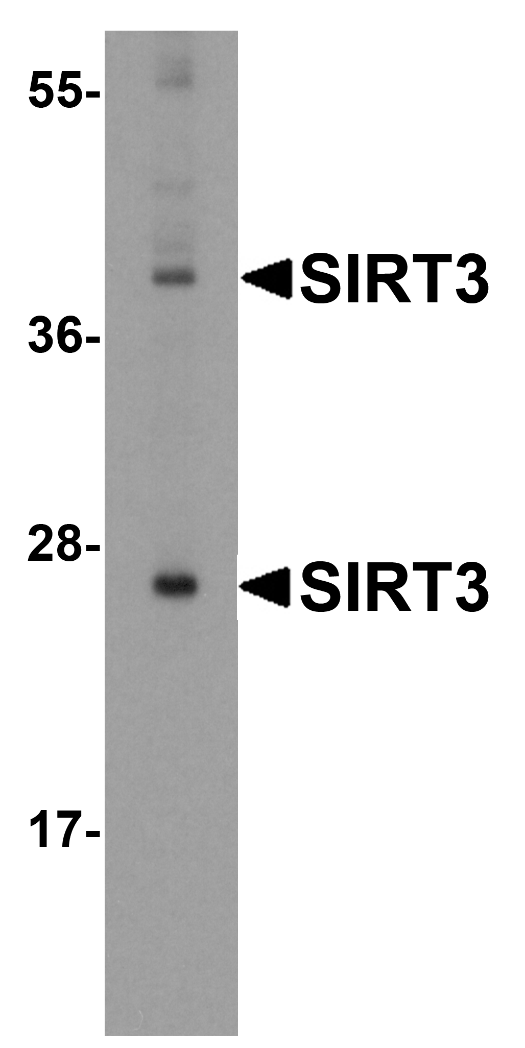 SIRT3 Antibody - Cat. No. 5767 | ProSci