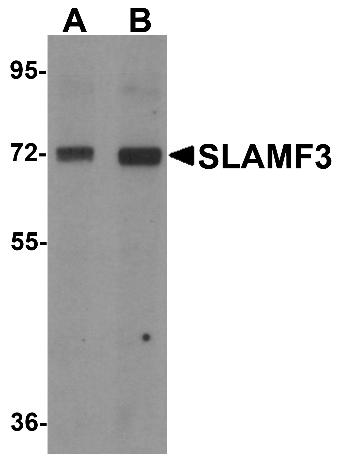 SLAMF3 Antibody - Cat. No. 6251 | ProSci