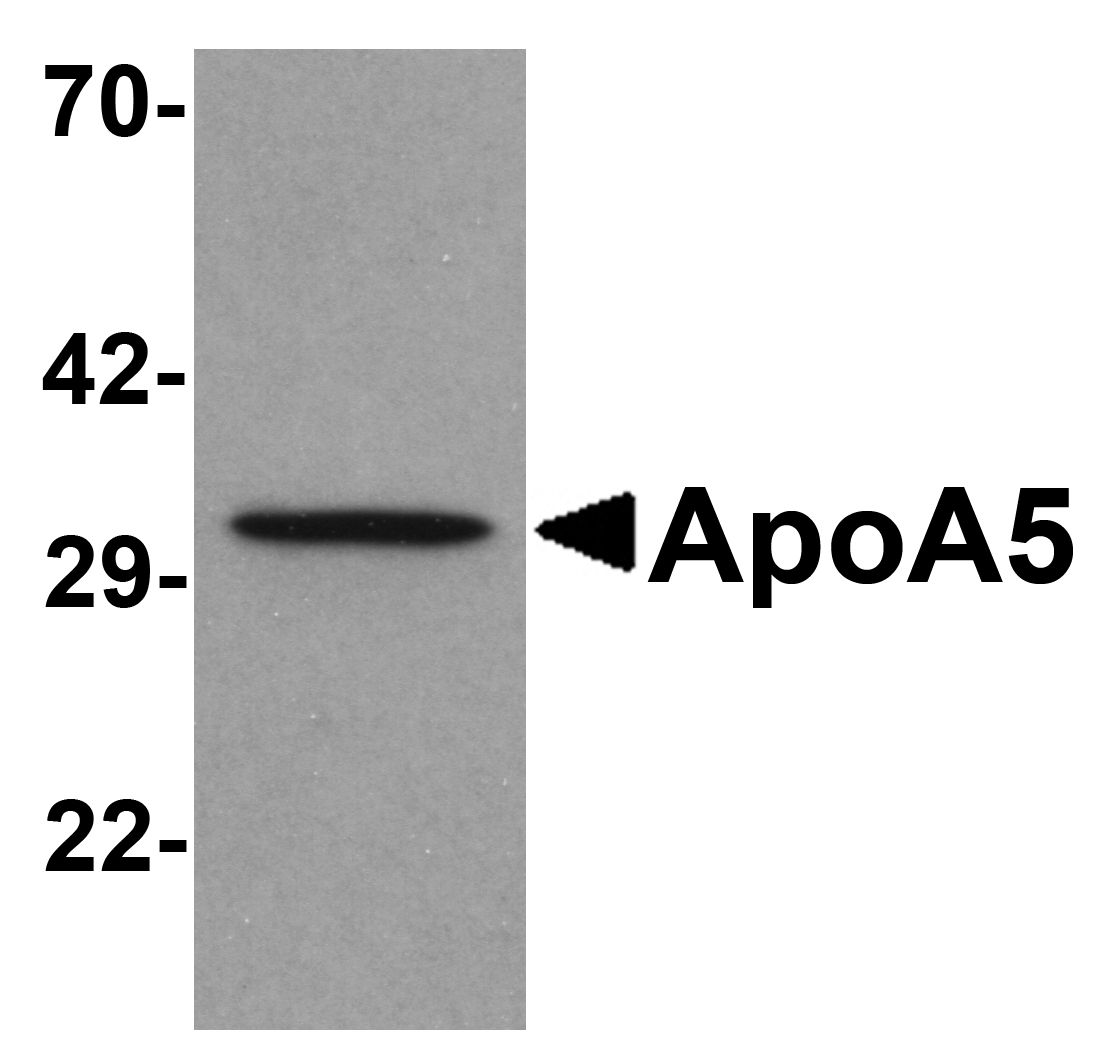 ApoA5 Antibody - Cat. No. 6271 | ProSci