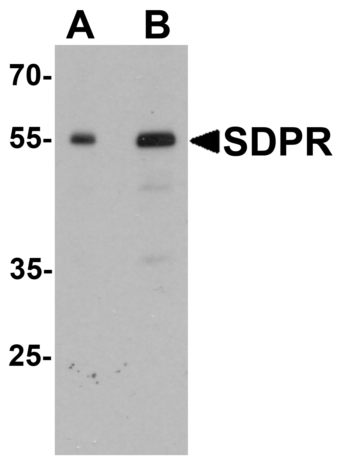 PTRF Antibody - Cat. No. 7267 | ProSci