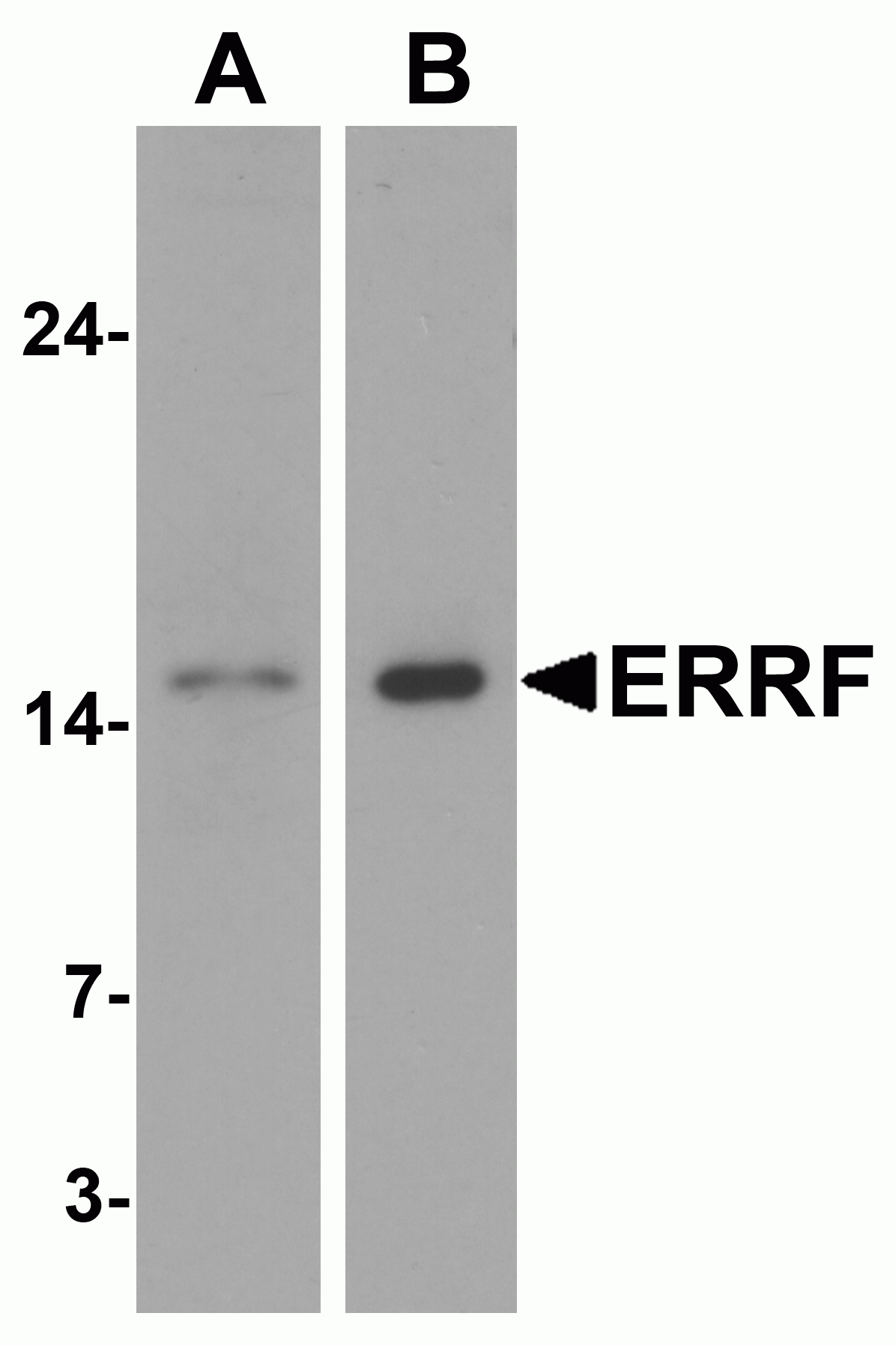 ERRF Antibody - Cat. No. 7289 | ProSci