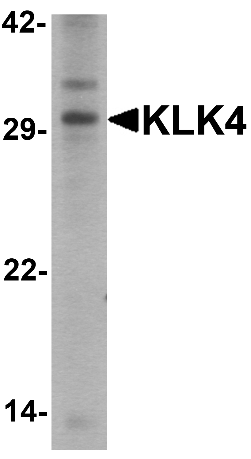 KLK4 Antibody - Cat. No. 7445 | ProSci