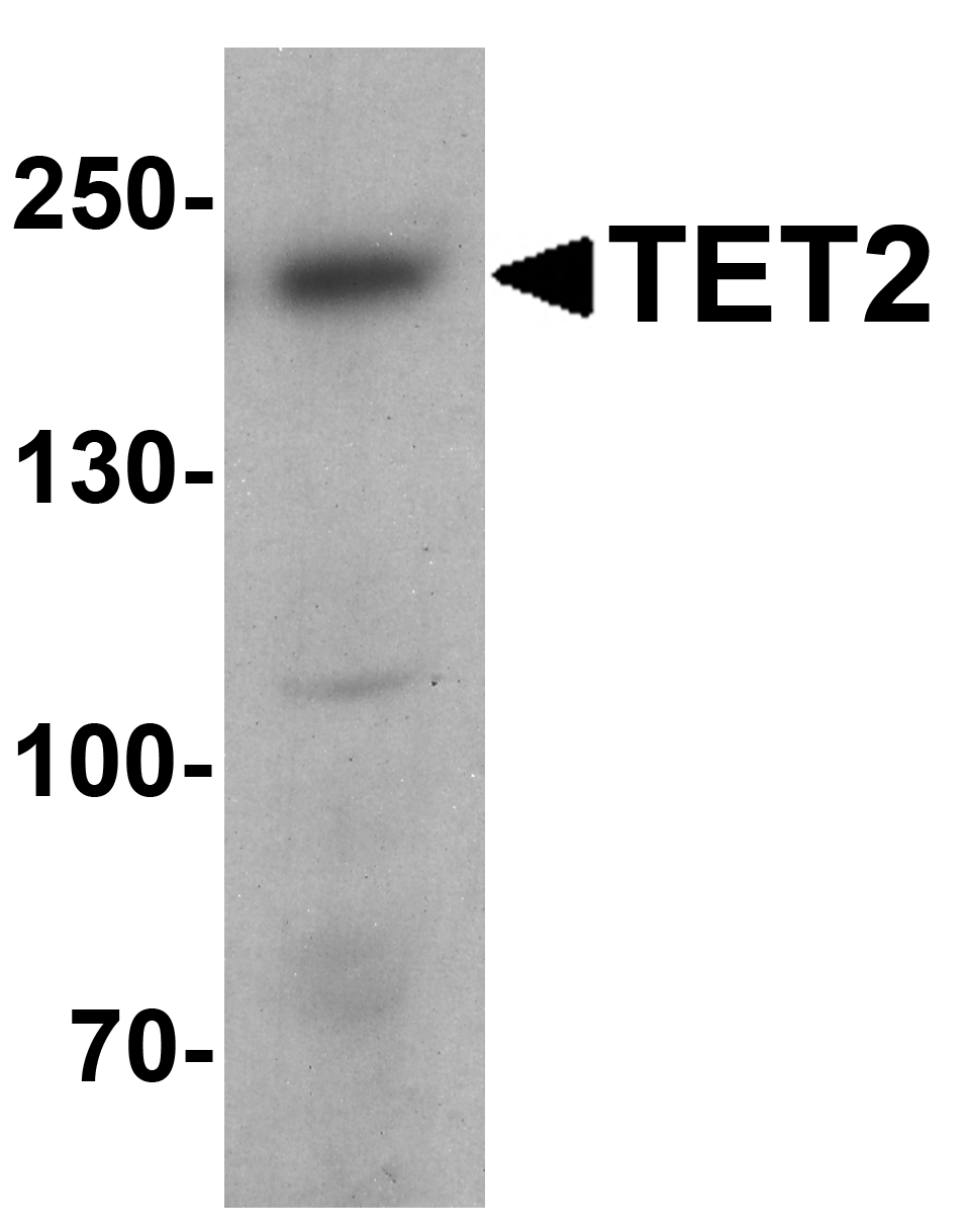 TET2 Antibody - Cat. No. 7731 | ProSci