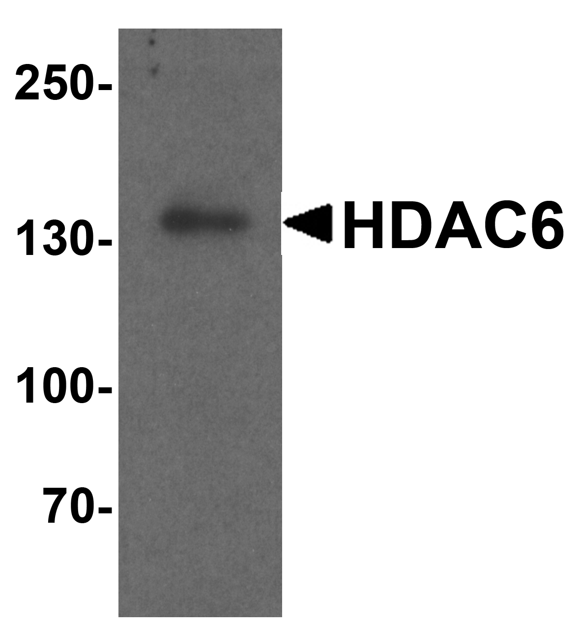 HDAC6 Antibody - Cat. No. 7901 | ProSci