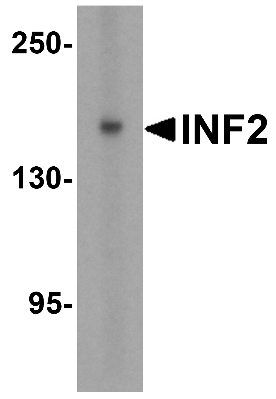 INF2 Antibody - Cat. No. 8631 | ProSci