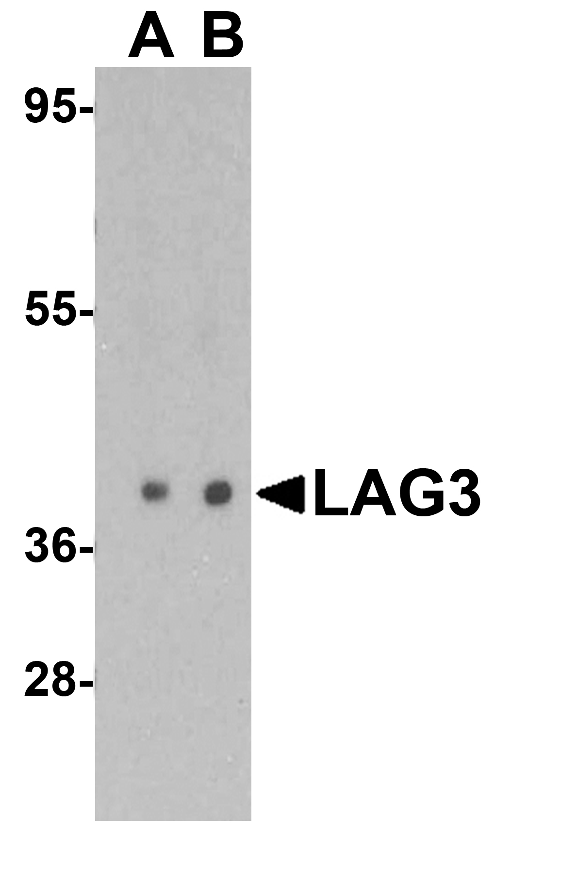 LAG3 Antibody - Cat. No. 8657 | ProSci