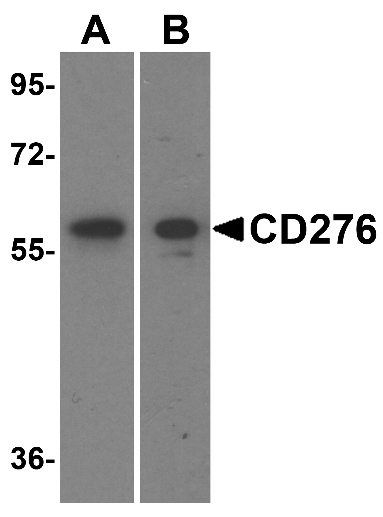 CD276 Antibody - Cat. No. 8689 | ProSci