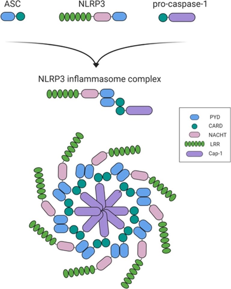 Understanding Inflammasomes | ProSci Incorporated