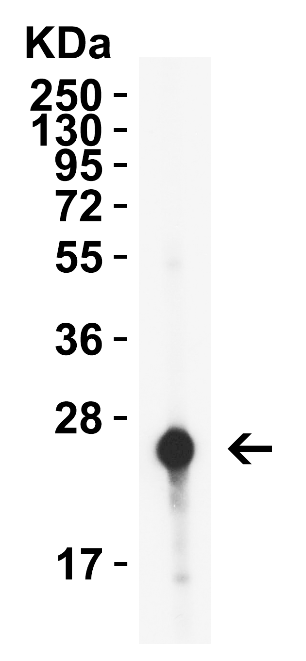 HIV-1 p24 Antibody [10A2] | ProSci Incorporated