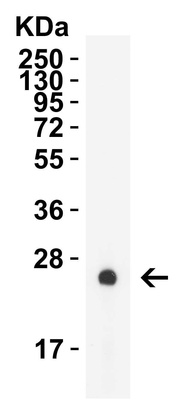 HIV-1 p24 Antibody [8D7E11] - Cat. No. PM-7367 | ProSci