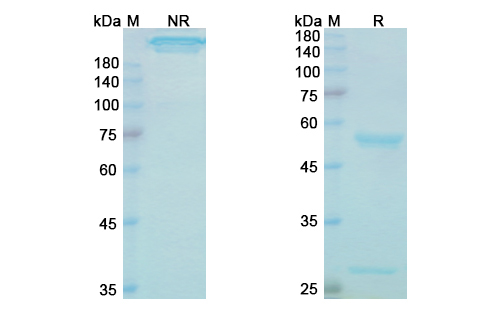 Batoclimab (FCGRT) Antibody, Monoclonal - Cat. No.10-972 | ProSci