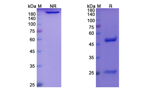 Benufutamab (TNFRSF10B/TRAILR2/ CD262) Antibody, Monoclonal - Cat. No ...