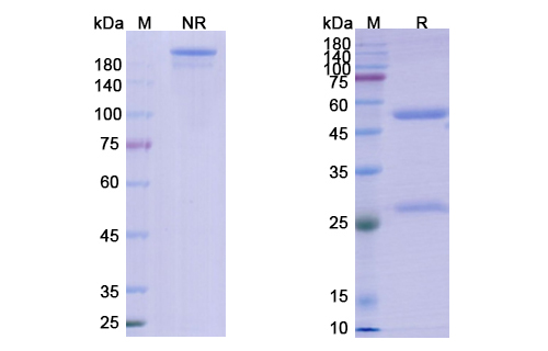 Bimagrumab (ACVR2A/ACVR2B) Antibody, Monoclonal - Cat. No.10-587 | ProSci