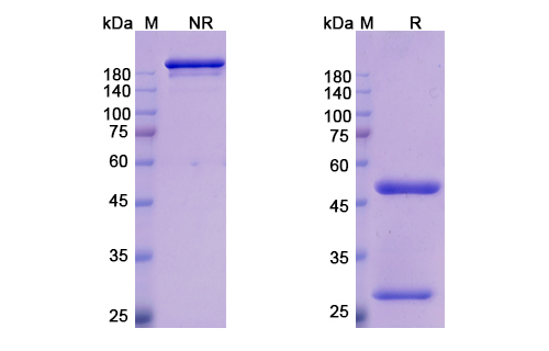 Emibetuzumab (MET/RCCP2) Antibody, Monoclonal - Cat. No.10-661 | ProSci