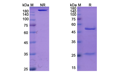 Epitumomab (MUC1/CD227) Antibody, Monoclonal - Cat. No.10-318 | ProSci
