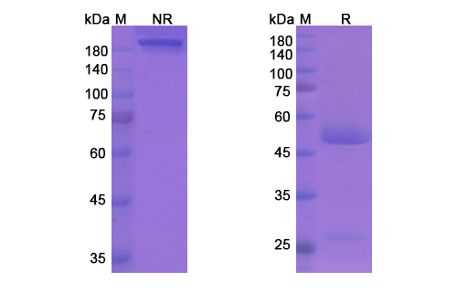 Fremanezumab (CALCA /CALCB) Antibody, Monoclonal - Cat. No.10-785 | ProSci