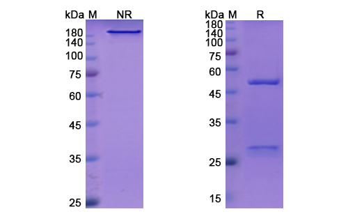 Inclacumab (SELP) Antibody, Monoclonal - Cat. No.10-477 | ProSci