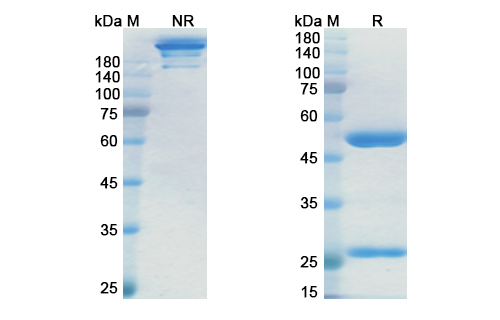 Margetuximab (ERBB2/EGFR2/CD340) Antibody, Monoclonal - Cat. No.10-616 ...