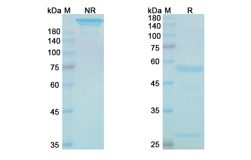 Onvatilimab (VSIR) Antibody, Monoclonal - Cat. No.10-892 | ProSci