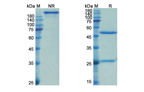 Spesolimab (IL36RN) Antibody, Monoclonal - Cat. No.10-920 | ProSci