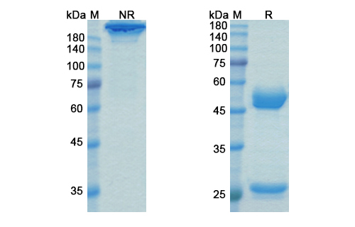 Talacotuzumab (CD123/IL3Ra) Antibody, Monoclonal - Cat. No.10-845 | ProSci