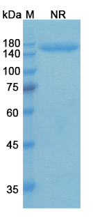 Talizumab (CD3E/GPRC5D) Antibody, Monoclonal - Cat. No.10-286 | ProSci