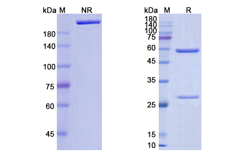 Tislelizumab (PDCD1/PD1/ CD279) Antibody, Monoclonal - Cat. No.10-848 ...