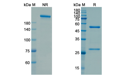 Utomilumab (TNFRSF9/CD137) Antibody, Monoclonal - Cat. No.10-796 | ProSci