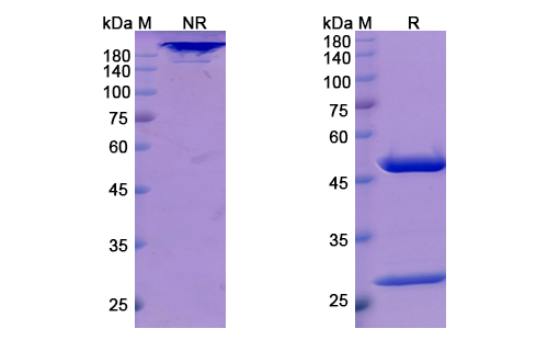 cT84.66 (CEACAM5/CD66e) Antibody, Monoclonal - Cat. No.10-166 | ProSci